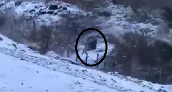 Video: Captan a un puma corriendo a la vera de la ruta | Diario El ...