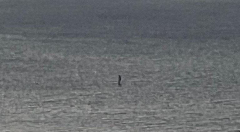 El Nahuelito, un mito que persiste a lo largo de los años | Diario El ...