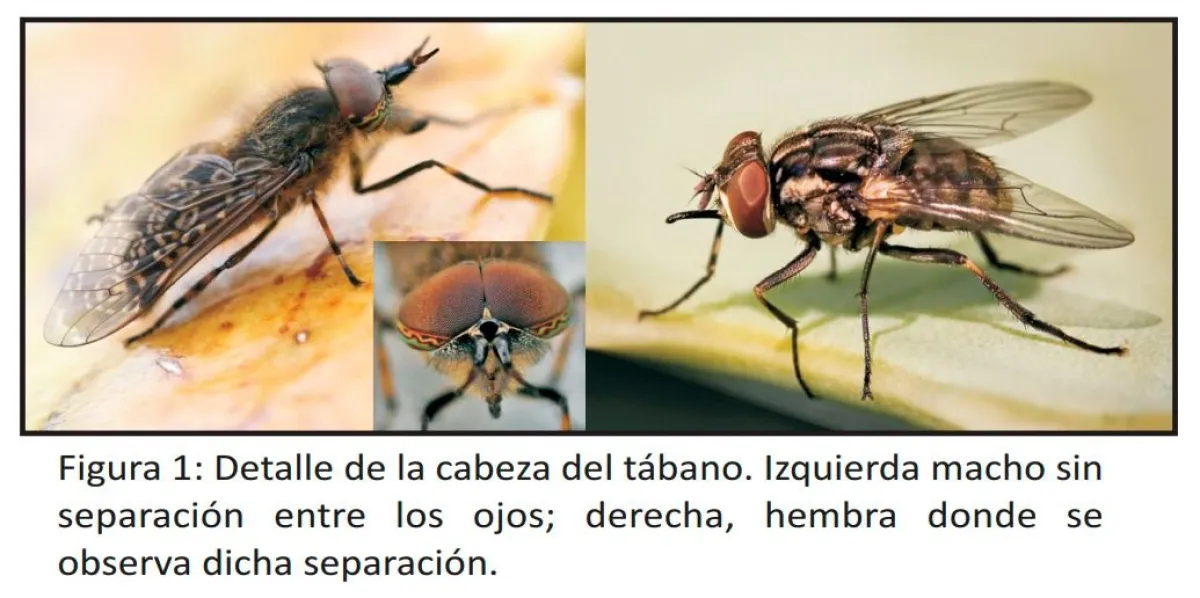 Los tábanos, insistentes y molestos | Diario El Cordillerano