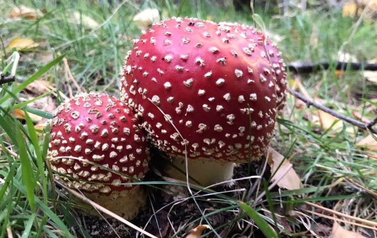 Recuerdan tener precaución con hongos venenosos en Bariloche y la zona | Diario El Cordillerano