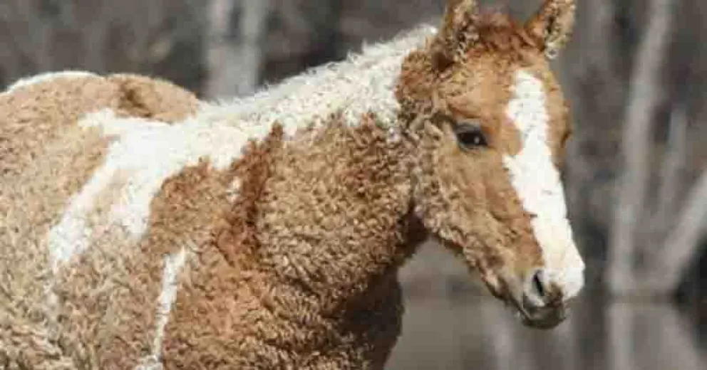 Los caballos con rulos de Maquinchao son reconocidos por National ...