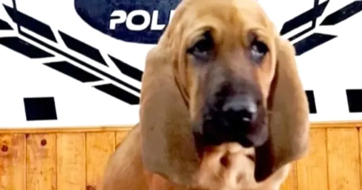 Rex: se sumó un nuevo integrante para búsqueda de personas en Villa La ...