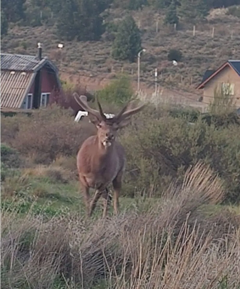 Un ciervo sorprendió a los vecinos de Dina Huapi en plena mañana ...