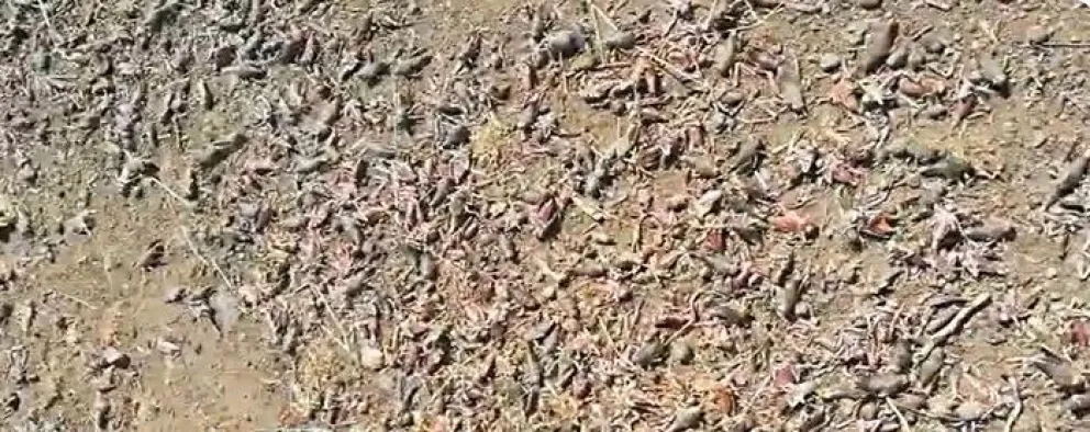 Rio Negro en alerta ante la detección de focos de la plaga Tucura sapo ...