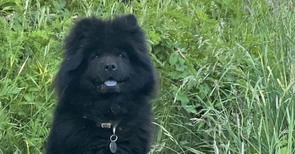 Se perdió Mei: ofrecen un millón de pesos de recompensa | Diario El ...