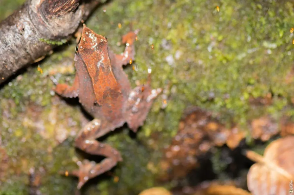 Monitorean por su canto a la amenazada ranita de Darwin | Diario El ...