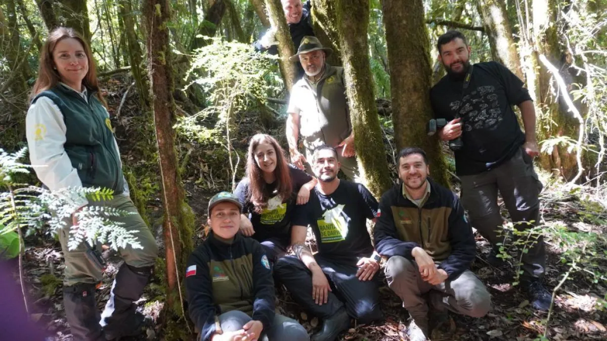 Monitorean por su canto a la amenazada ranita de Darwin | Diario El ...