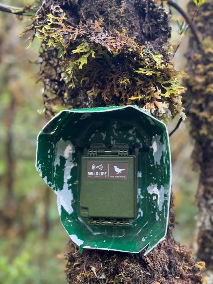 Monitorean por su canto a la amenazada ranita de Darwin | Diario El ...